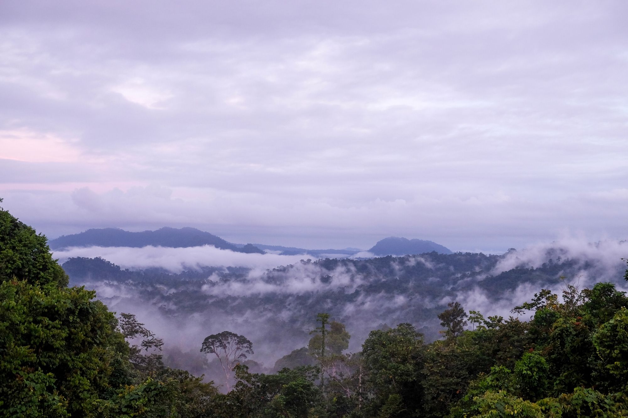 Danum Valley Adventure Tour | Orangutan Odysseys